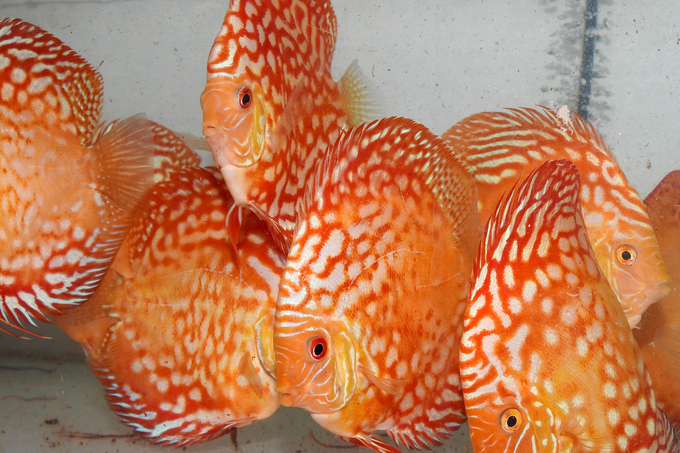 Vietnamese ornamental fish has been exported to 60 markets » Vietnam ...