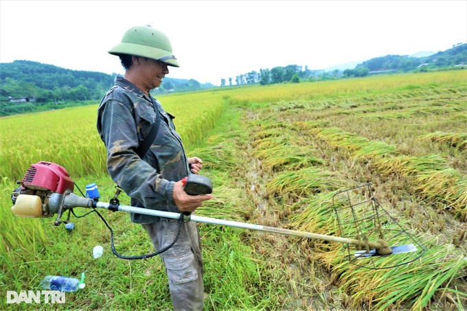 A unique way of harvesting rice where the harvester “loses” » Vietnam ...