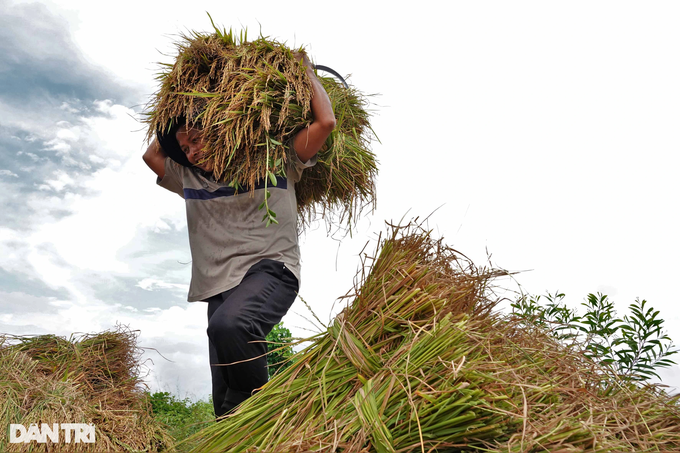 How to harvest “unique” rice in the West » Vietnam News - Latest ...