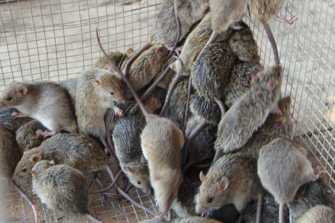 Make thousands of dollars every day from destructive animals that ...