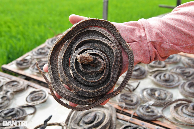 Processing half a ton of snakes per day in the floating season, drying ...