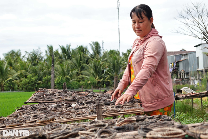 Processing half a ton of snakes per day in the floating season, drying ...