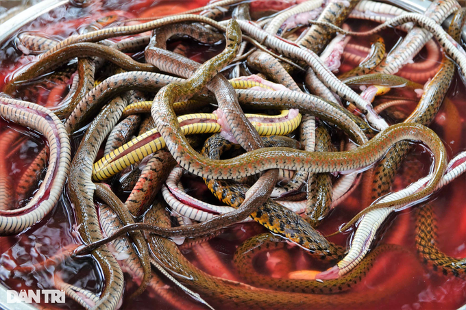 Processing half a ton of snakes per day in the floating season, drying ...