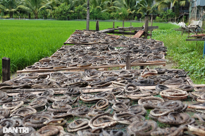 Processing half a ton of snakes per day in the floating season, drying ...