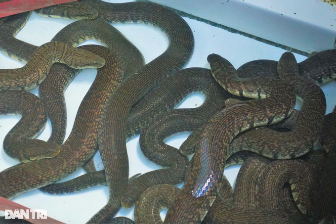 The secret of raising snakes “easier than chickens”, super-profitable ...