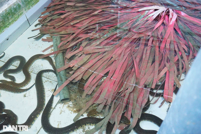 The secret of raising snakes “easier than chickens”, super-profitable ...