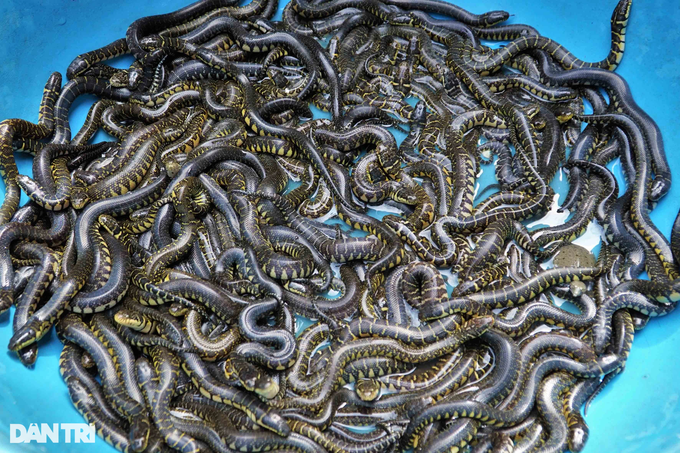 The secret of raising snakes “easier than chickens”, super-profitable ...