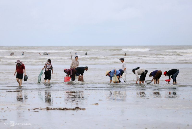Rushing to the sea to pick up shells » Vietnam News - Latest Updates ...