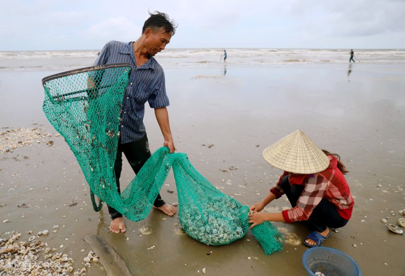 Rushing to the sea to pick up shells » Vietnam News - Latest Updates ...
