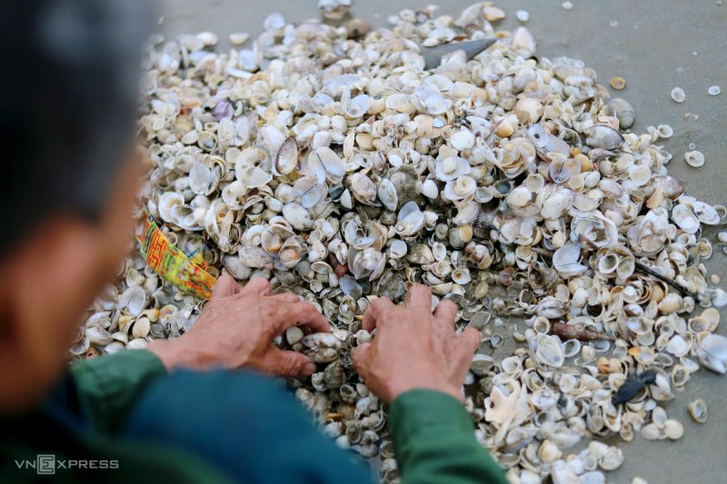 Rushing to the sea to pick up shells » Vietnam News - Latest Updates ...