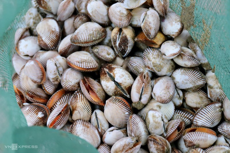 Rushing to the sea to pick up shells » Vietnam News - Latest Updates ...