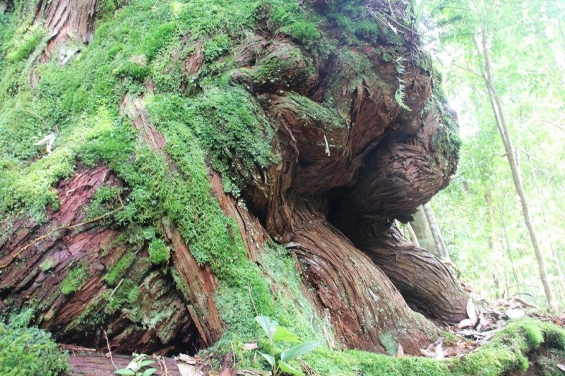 The thousand-year-old ‘Kingdom’ of Po mu on the Truong Son mountain ...