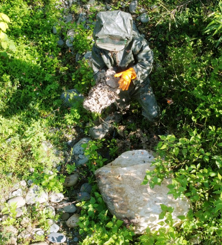 Wasp hunting » Vietnam News - Latest Updates and World Insights ...