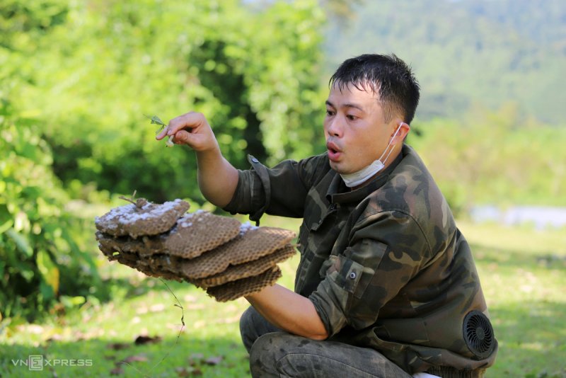 Wasp hunting » Vietnam News - Latest Updates and World Insights ...