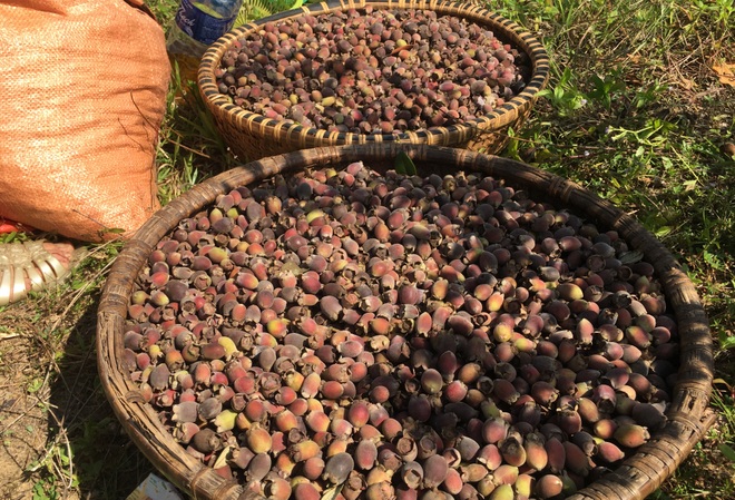 Mountain workers earn nearly 1 million dong/session thanks to myrtle ...