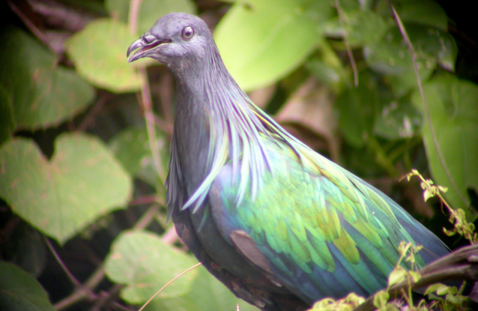 Rare pigeons appear in Con Dao National Park » Vietnam News - Latest ...
