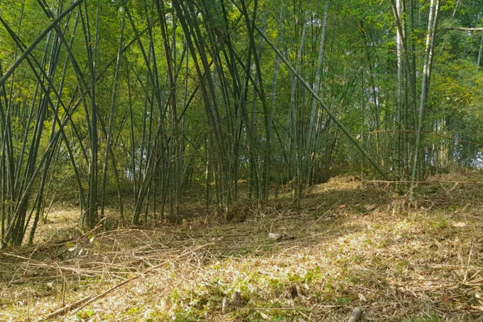 Satisfying trees help mountainous people collect billions of money ...
