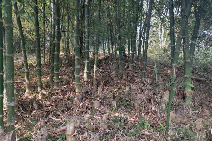 Satisfying trees help mountainous people collect billions of money ...