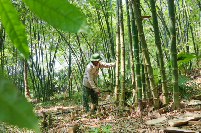 Satisfying trees help mountainous people collect billions of money ...