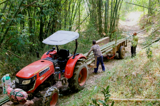 Satisfying trees help mountainous people collect billions of money ...