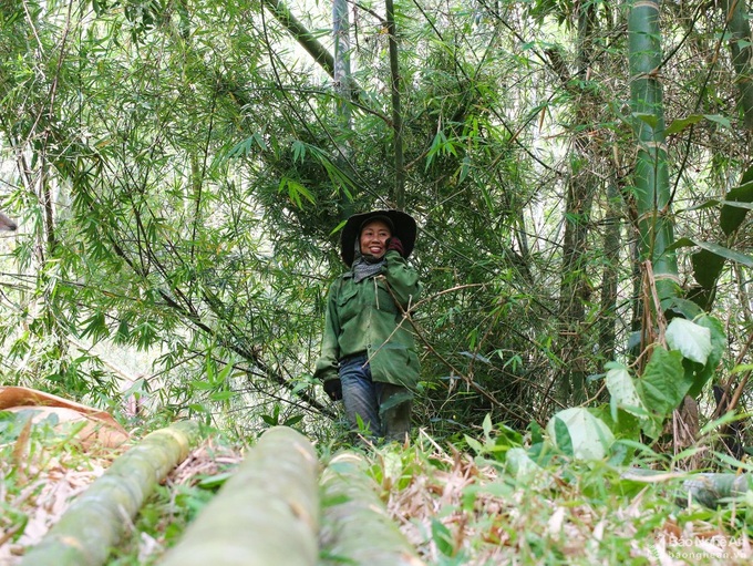 Satisfying trees help mountainous people collect billions of money ...