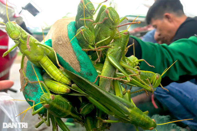 Selected, oversized “flying shrimp” market in the suburbs » Vietnam ...