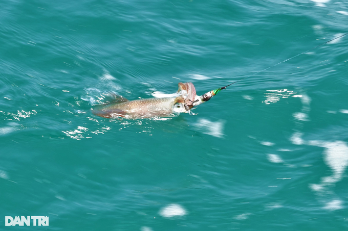 The secret to hunting unique and strange squid is which squid sticks to ...