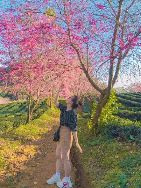 Travel to Sapa this season to admire the beautiful cherry blossoms ...