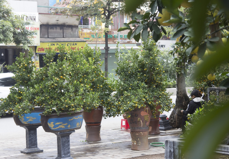 Bonsai grapefruit down the street to serve customers to play Tet, a 50 ...