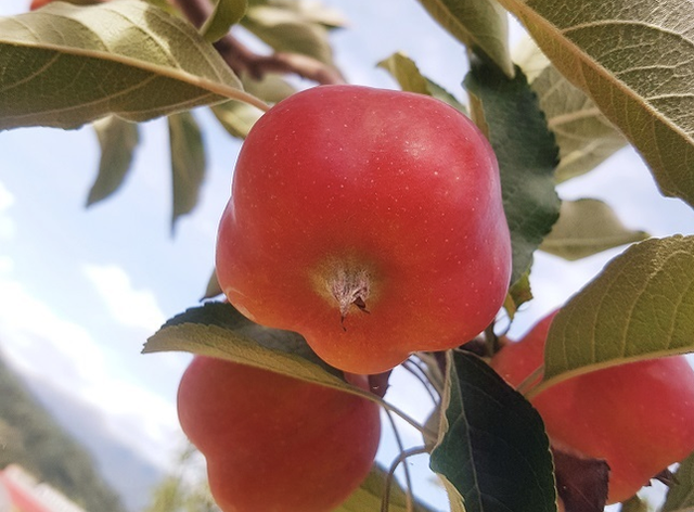 Fancy star apple, tangerine 300,000 VND/fruit on Tet holiday » Vietnam ...