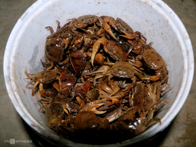 Field crab hunting season » Vietnam News - Latest Updates and World ...