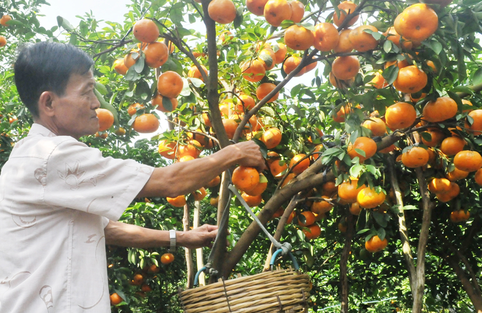 Gardeners catch pink mandarin “carrying many shoulders”, collecting ...