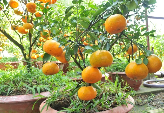 Gardeners catch pink mandarin “carrying many shoulders”, collecting ...
