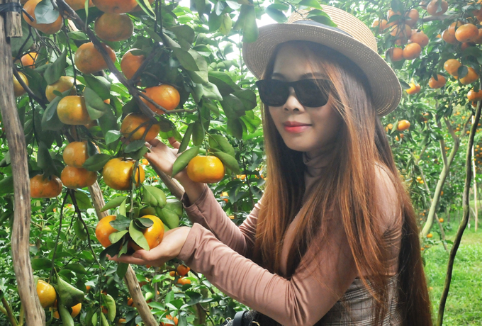 Gardeners catch pink mandarin “carrying many shoulders”, collecting ...