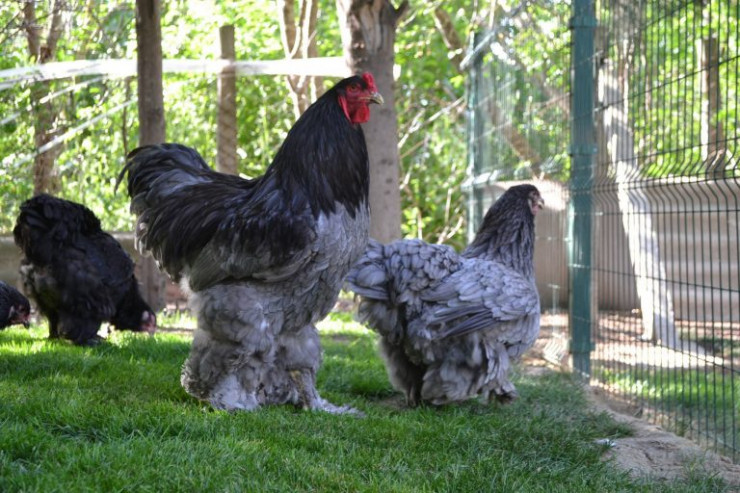 Nearly 20 million VND/pair, the giants still don’t mind spending money ...