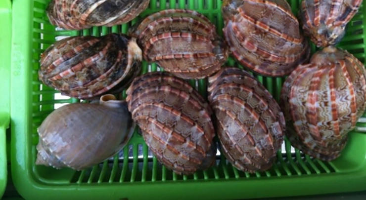 Seafood species in Vietnam are scarce, little known, and a popular ...
