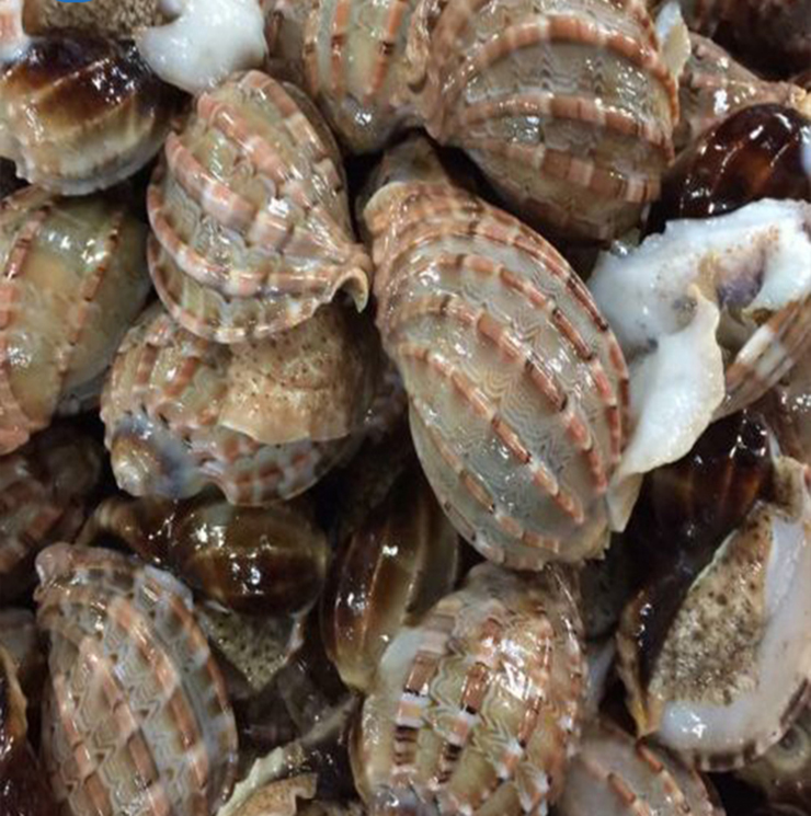 Seafood species in Vietnam are scarce, little known, and a popular ...