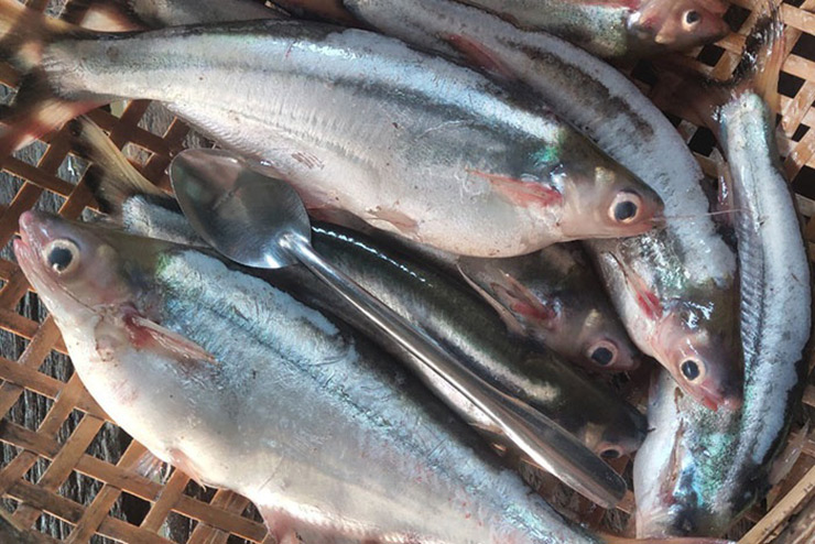 The fish in Vietnam has a scary name before it was cheap, and now it ...