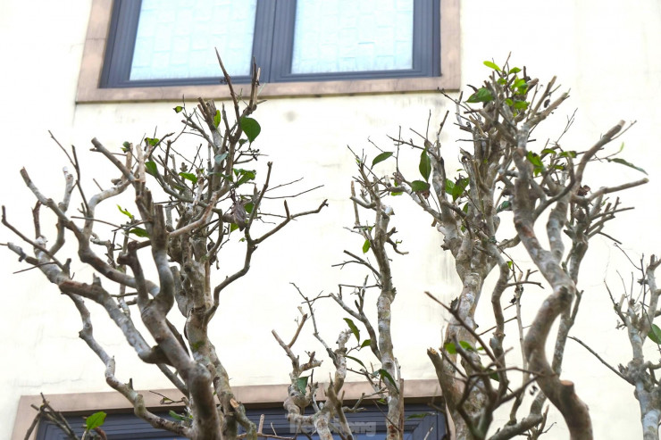 The market owner of ancient tea trees tens of millions of dong to play ...