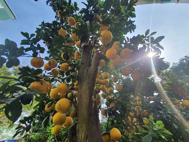 The pomelo tree is more than 50 years old, the customer wants to rent ...