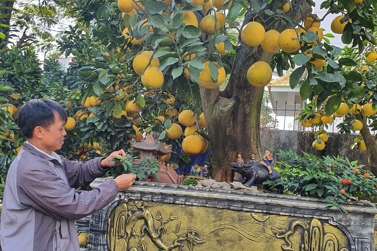 The pomelo tree is more than 50 years old, the customer wants to rent ...
