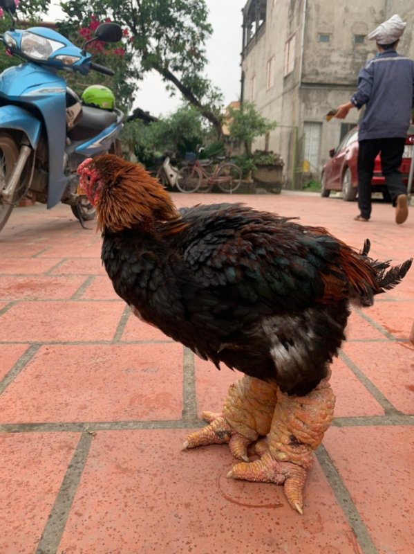 Although it costs up to tens of millions of dong, this type of chicken ...