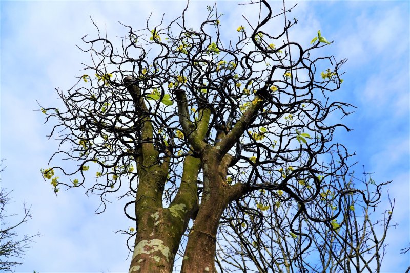 Many ancient apricot trees over 100 years old have been introduced ...