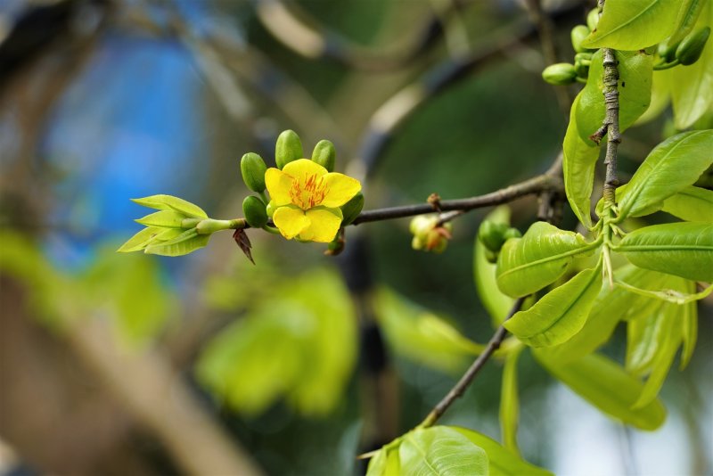 Many ancient apricot trees over 100 years old have been introduced ...