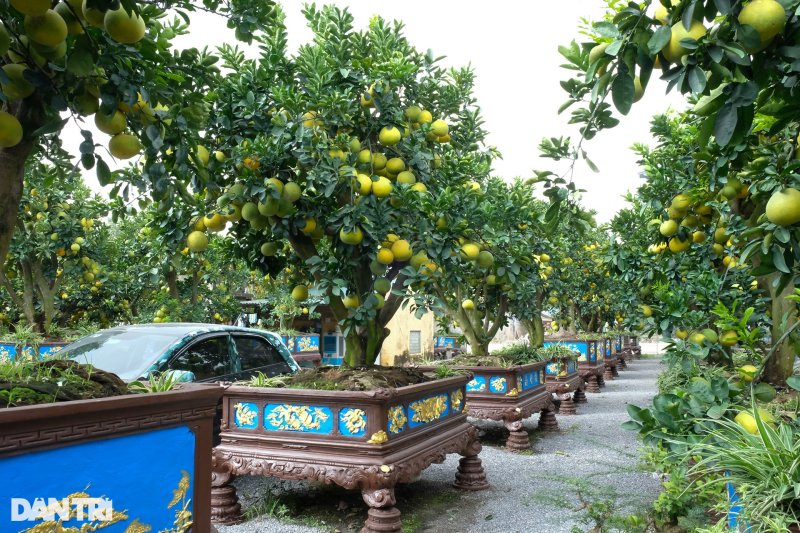 The unique ornamental pomelo tree was paid for at 3,200 USD for the Tet ...