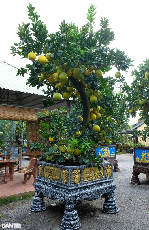 The unique ornamental pomelo tree was paid for at 3,200 USD for the Tet ...