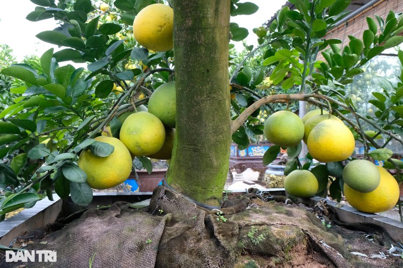 The unique ornamental pomelo tree was paid for at 3,200 USD for the Tet ...