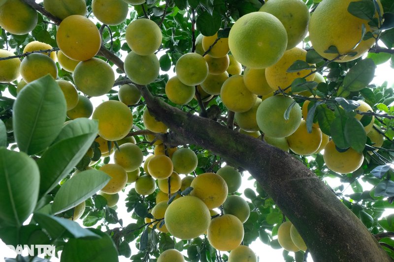 The unique ornamental pomelo tree was paid for at 3,200 USD for the Tet ...