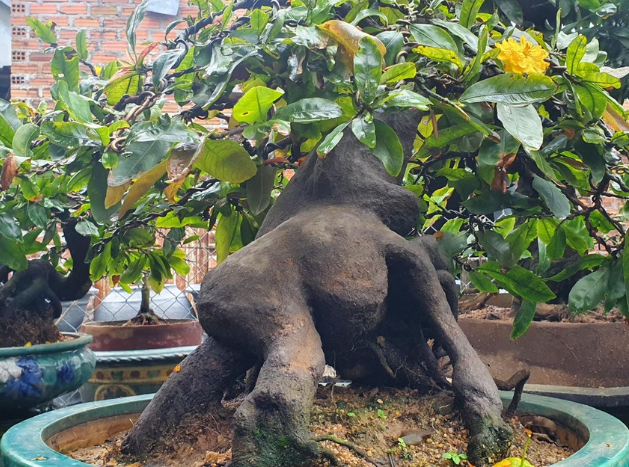 Unique Apricot blossom garden with billions of dongs of artisans of the ...