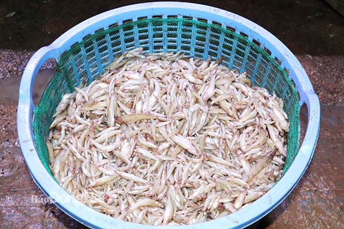 Use seashells to chase the specialty fish of Tri An lake bed » Vietnam ...